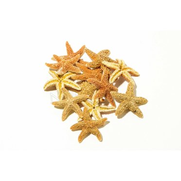 Coco Midrib Sea Shell Pack: Natural, 10 inches - Walmart.com