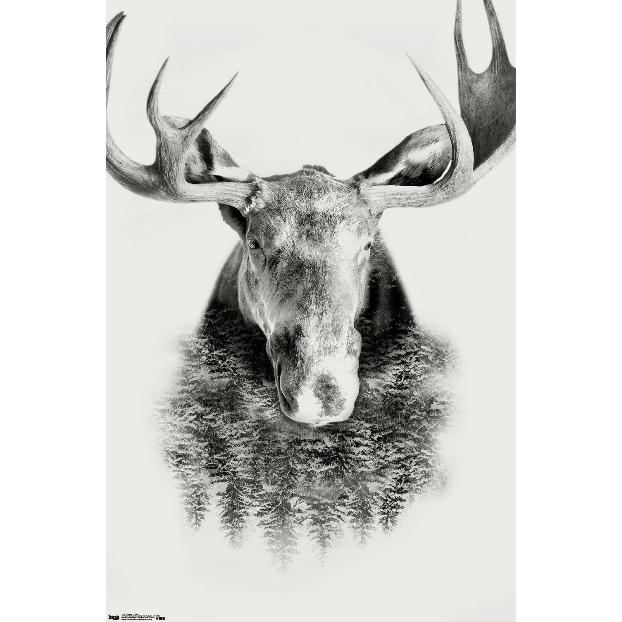 Click here for Trends International Moose - Trees Wall Poster  22... prices