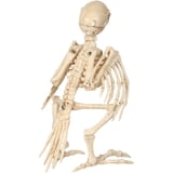 Official Crazybonez Realistic Faux Parrot Skeleton Halloween Decoration ...