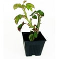 Durapot Square Plastic Nursery Pots, 4" - Qty.150 - Flowers Seed ...