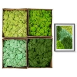 Proflora Preserved Green Moss Mix Collection, 150 CU in - Floral ...