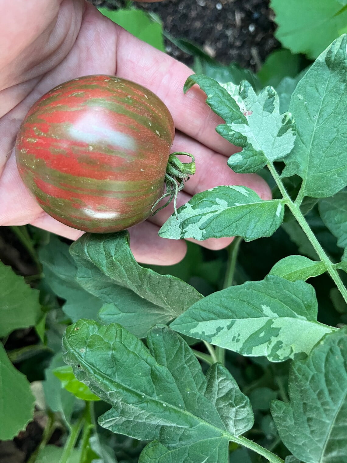 Moonlight Mile Variegated Heirloom Tomato Premium Seed Packet - Walmart.com