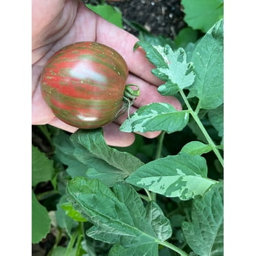 Tims Black Ruffles Heirloom Tomato Premium Seeds Packet - Walmart.com