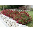 Red Drift Rose (1 Gallon) Low-Growing Groundcover Deciduous Flowering ...