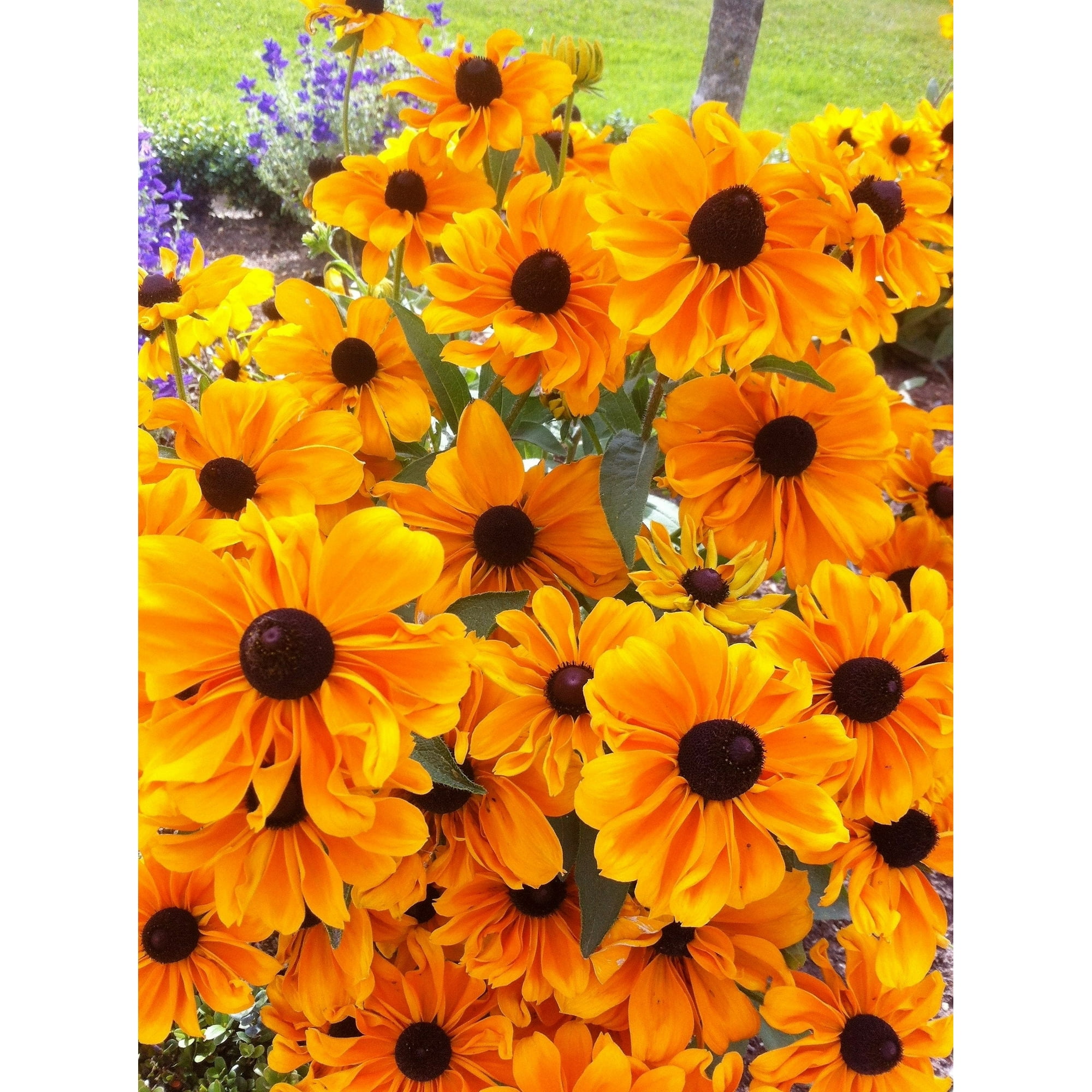 Click here for Seedville Usa 250 Dwarf Marmalade Rudbeckia Hirta... prices