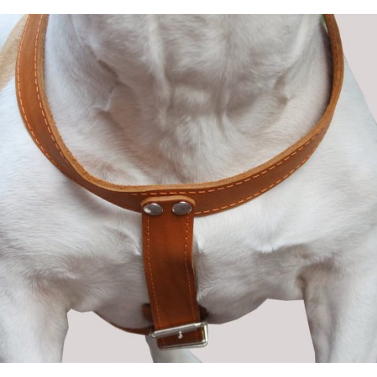 Connected Control™ Harness: No-pull Dog Walking Harness