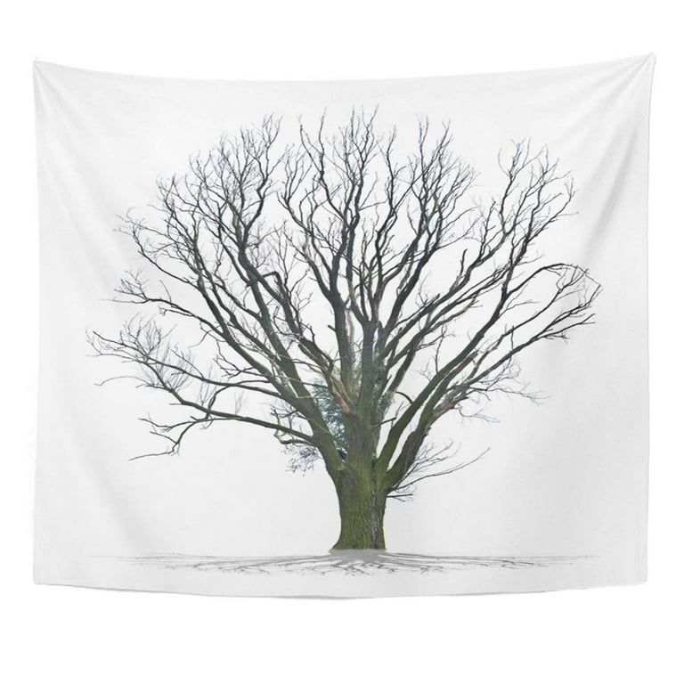 Big Dead Tree Drawing