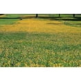 EcoTurf Perennial Peanut Grass 3 Large Gallon Size Plants Arachis ...
