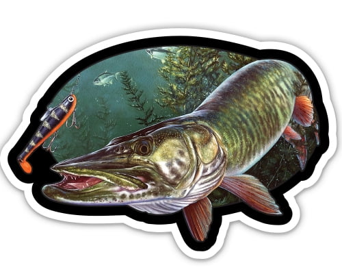 Muskie Fishing - 5" Vinyl Sticker - For Car Laptop I-Pad - Waterproof ...