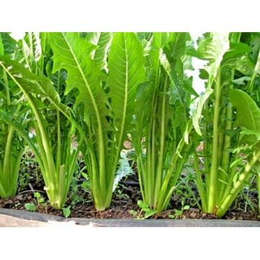 Italian Dandelion Herb Garden Seeds (Chicory) - 1 Oz - Non-GMO ...