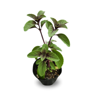 Sweet Basil | Two Live Herb Plants | Non GMO, Gardener Favorite ...