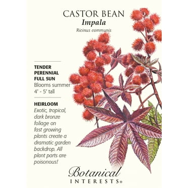 Outsidepride Castor Bean Ricinus Communis Gibsonii Seeds - 100 Seeds ...