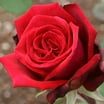 Heirloom Roses - Purple Beauty Live Hybrid Tea Rose Bush with Fragrant ...