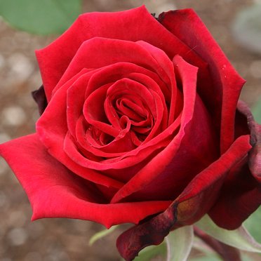 Heirloom Roses - Purple Beauty Live Hybrid Tea Rose Bush with Fragrant ...