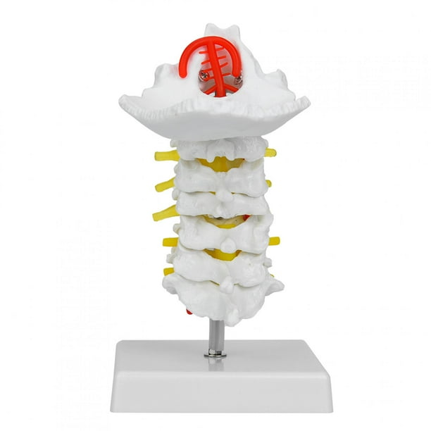 1:1 Modelo anatómico de vértebra cervical humana, arteria, columna ...