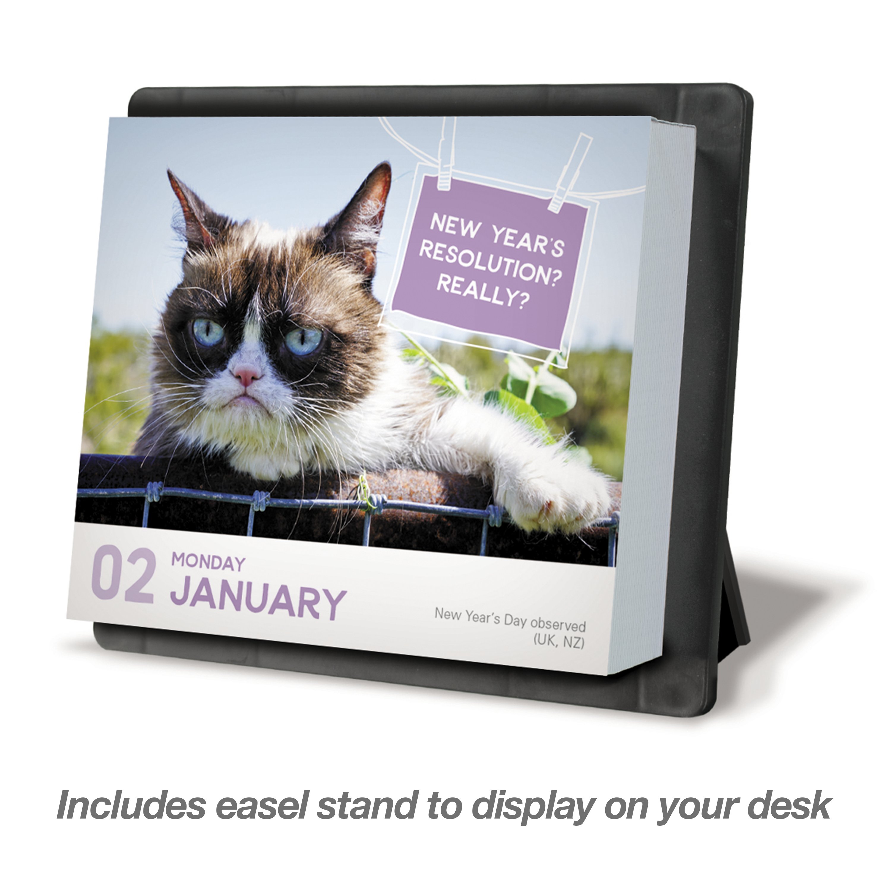 Grumpy Cat Office