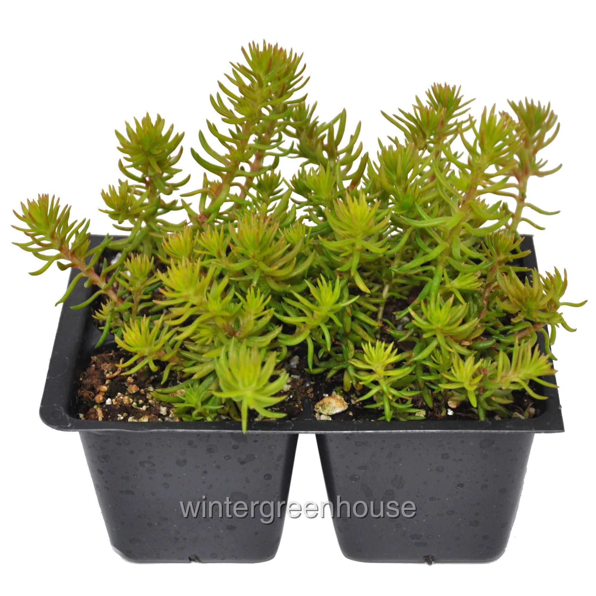 Sedum Rupestre, Angelina, Crooked Yellow Stonecrop, Rocky Stonecrop ...