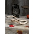 12 1/4" Slithering Snake Plastic Skeleton Halloween Decoration ...