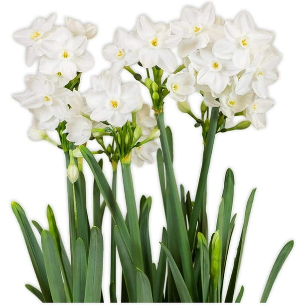 2 Ziva Paperwhite Bulbs - Fast Flowering Indoor Blooms - Largest Bulbs ...