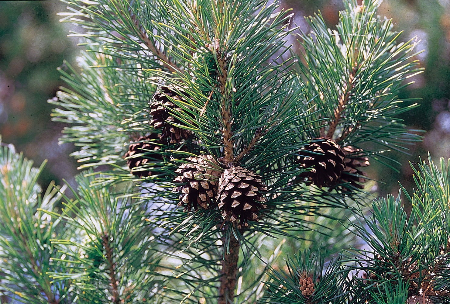 Scotch/Scots Pine - Pinus sylvestris - Quart Pot - Outdoors or Bonsai ...