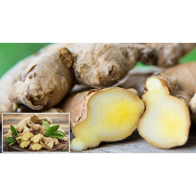 Ginger Vegetable Plant