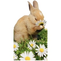 Avanti Press Kitten With Bunny Ears Cat Easter Card - Walmart.com
