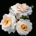 Heirloom Roses Honey Champagne Penny Lane English Legend Rose Bush ...