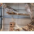 Bird Parrot Ladder Perch for Cage, Nature Wooden Bird Bridge Exercise ...