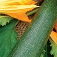 Ferry-Morse 1G Squash, Summer Zucchini Elite Vegetable Plant Seed Full ...