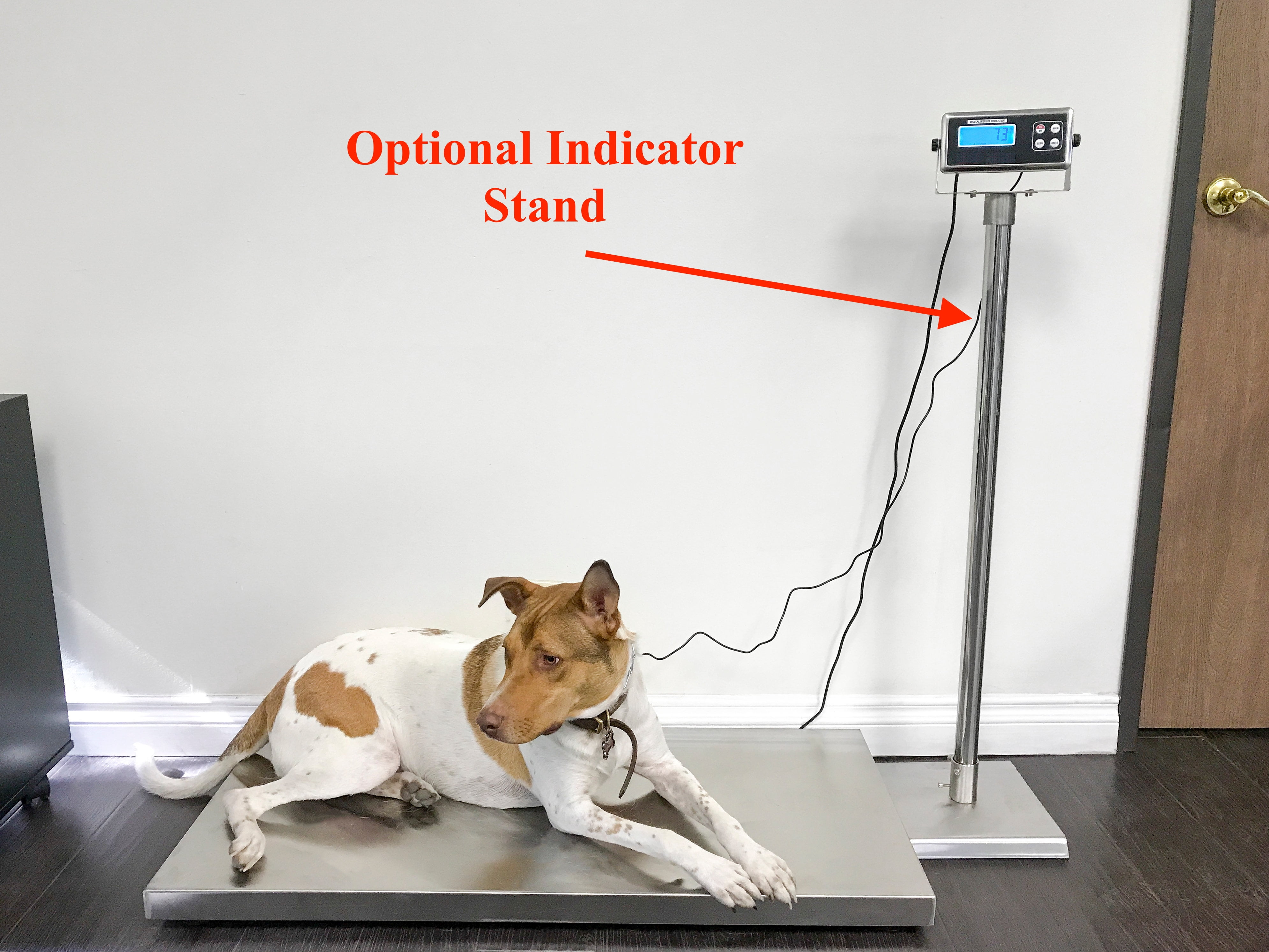 600 lb Livestock Vet scale Veterinary Scale Hog Scale Sheep Scale and ...