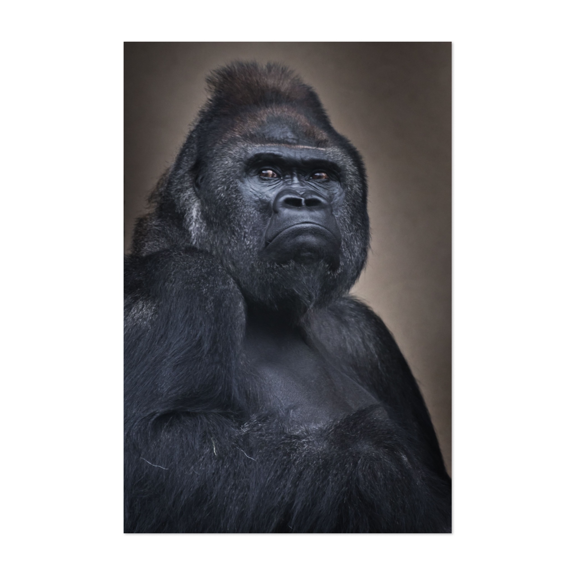 Prints 8x10 Gorilla Poster Digital Prints etna.com.pe