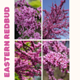 Eastern Redbud Dormant Tree, Hardy Perennial Eastern Redbud Tree Live ...
