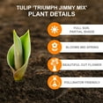 Garden State Bulb Triumph Jimmy Mix Tulip Flower Bulbs, 12/+ cm (Bag of ...