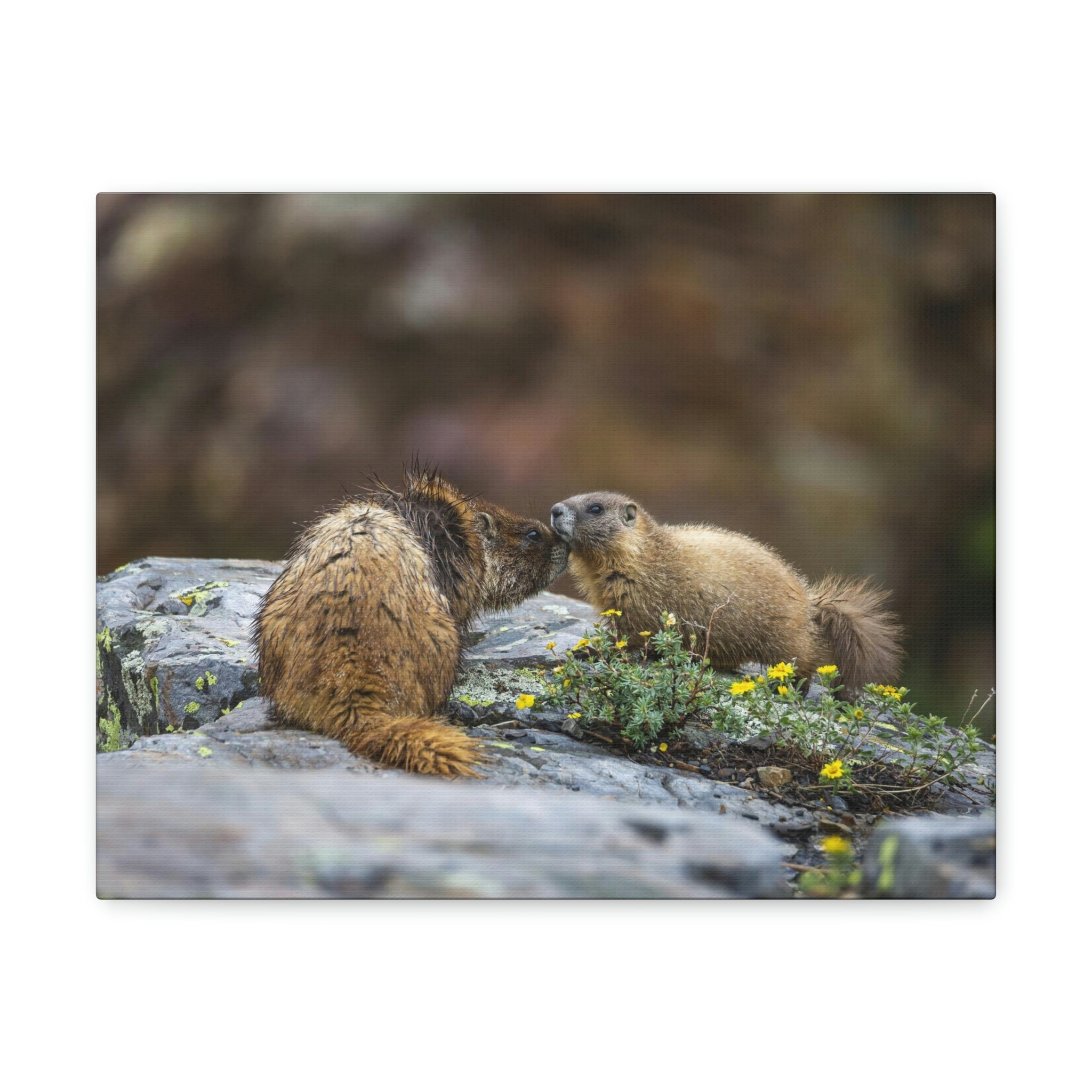Funny Yellow Bellied Marmot Silly Yellow Bellied Marmot Scene Couple ...