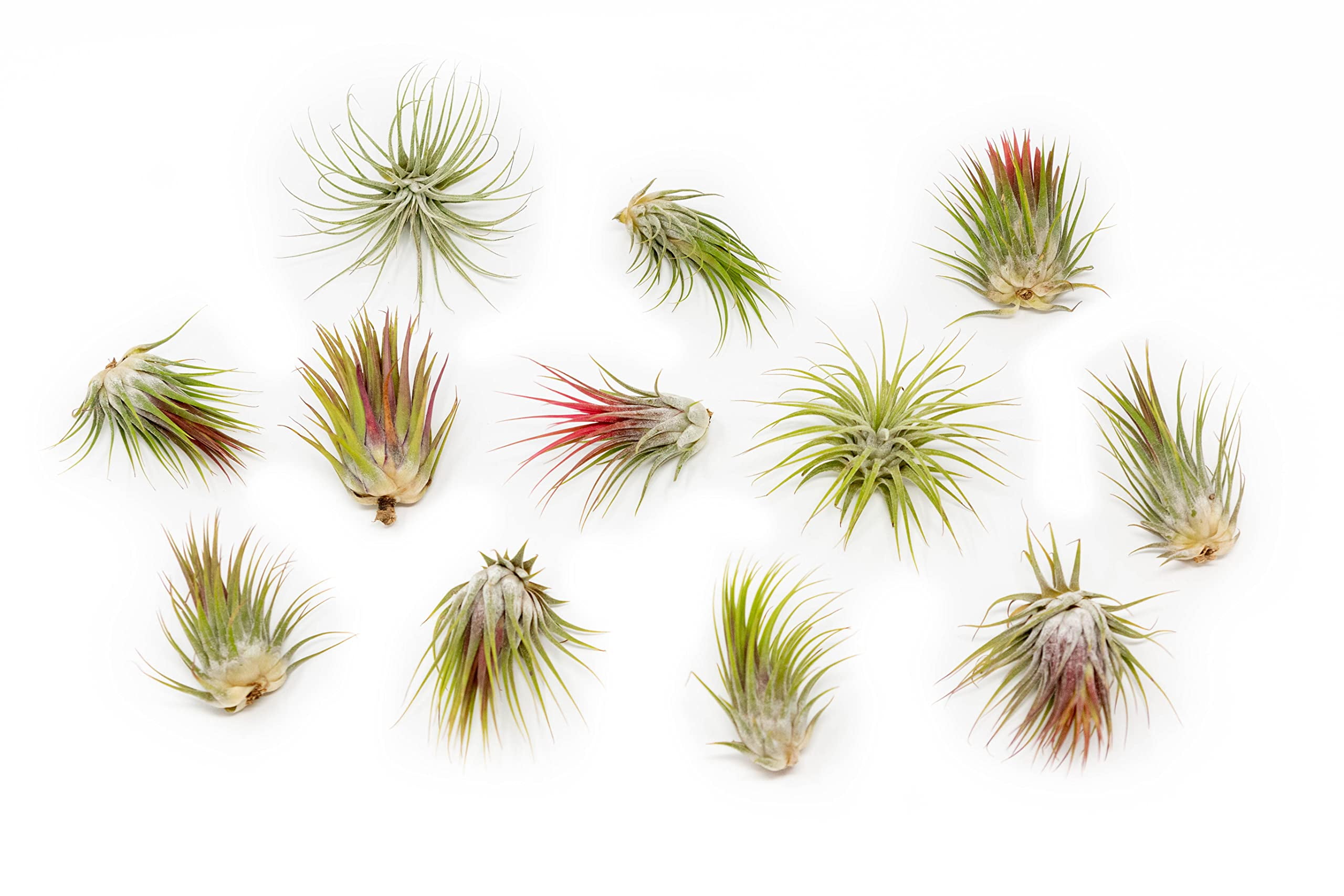 Large Air Plants Tillandsia Ionantha Guatemala - Live Succulent House ...