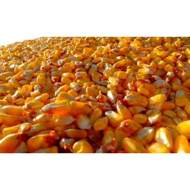 Bantam Sweet Corn Seeds for Planting - America's Favorite Sweet Corn ...
