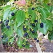 Chinese Date Bonsai Tree Seeds for Planting - 6 Seeds - Jujube, Chinese ...