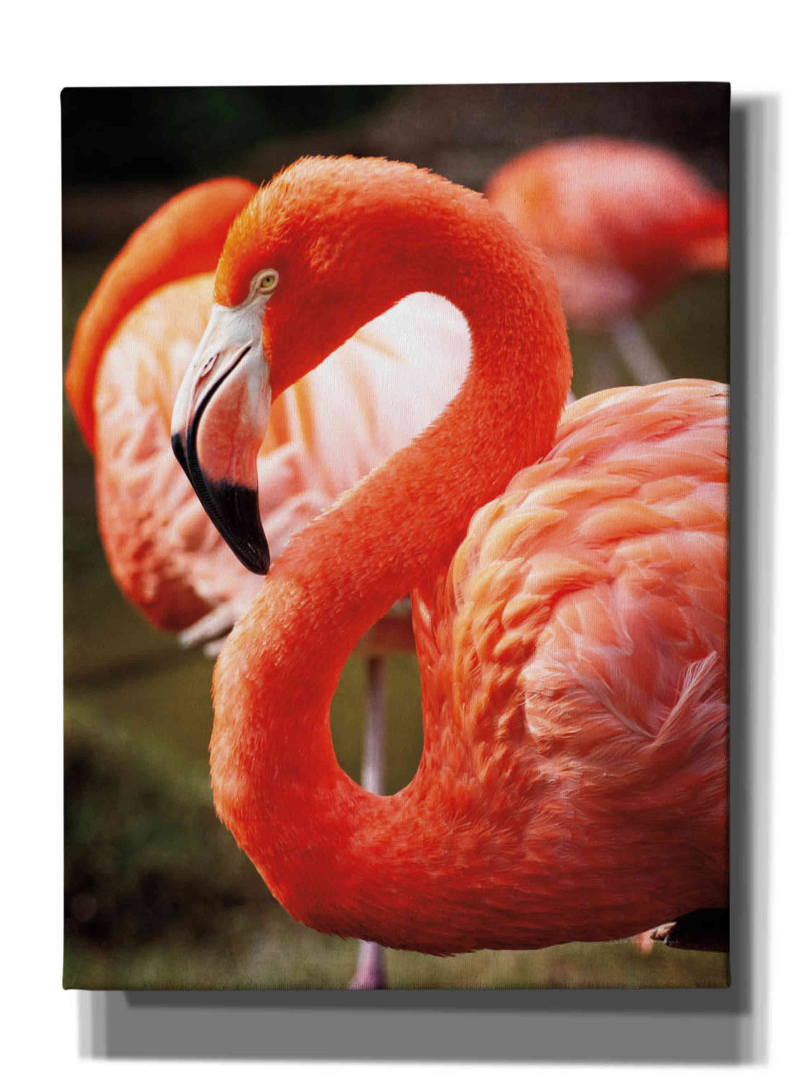 Epic Graffiti 'Flamingo III' by Debra Van Swearingen, Canvas Wall Art ...