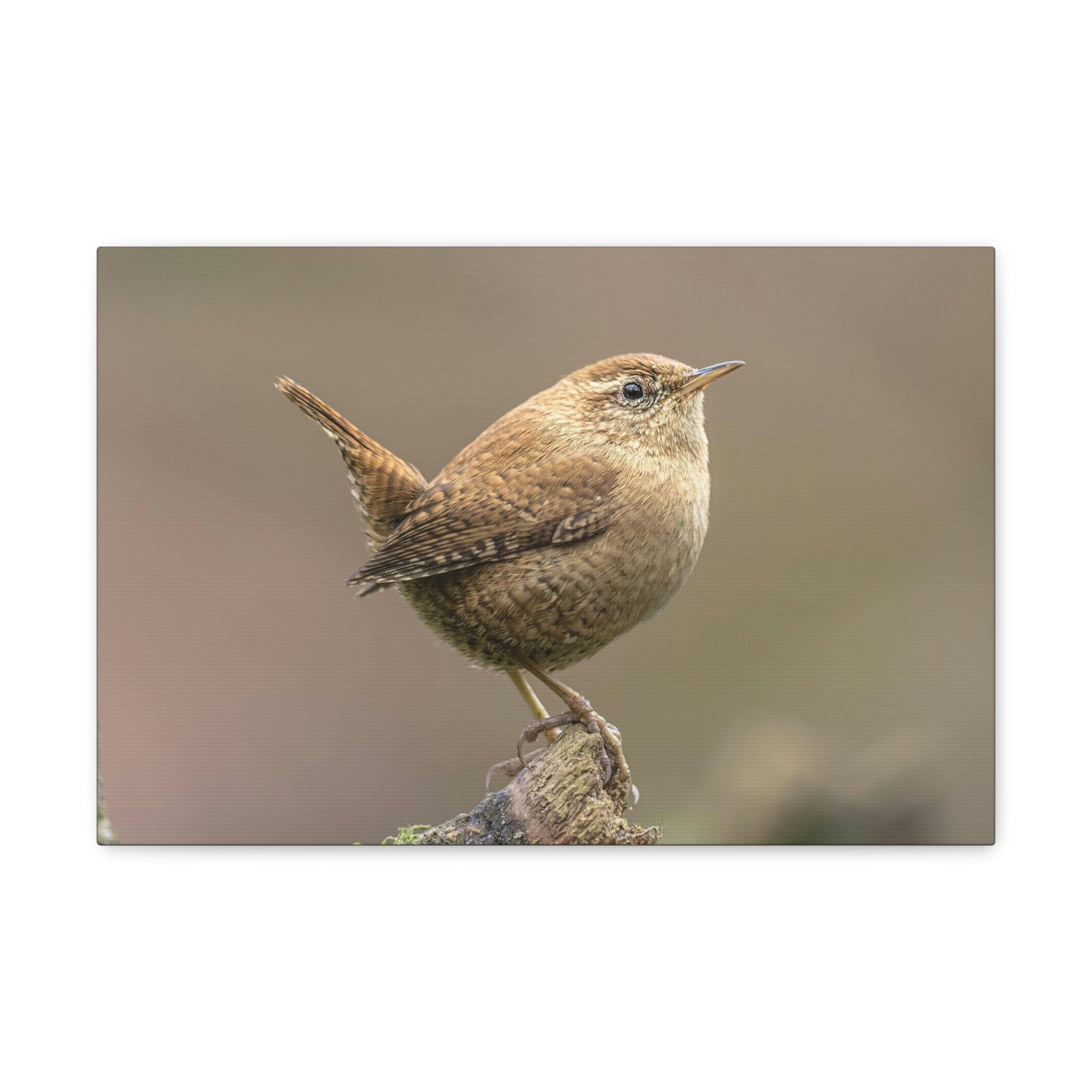 Majestic Wren Art Majestic Wren Print Animal Wall Art Wildlife Canvas ...