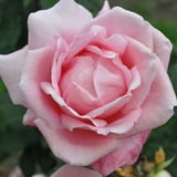 Heirloom Roses - Tiffany Hybrid Tea Rose Bush - Pink Rose Bushes ...