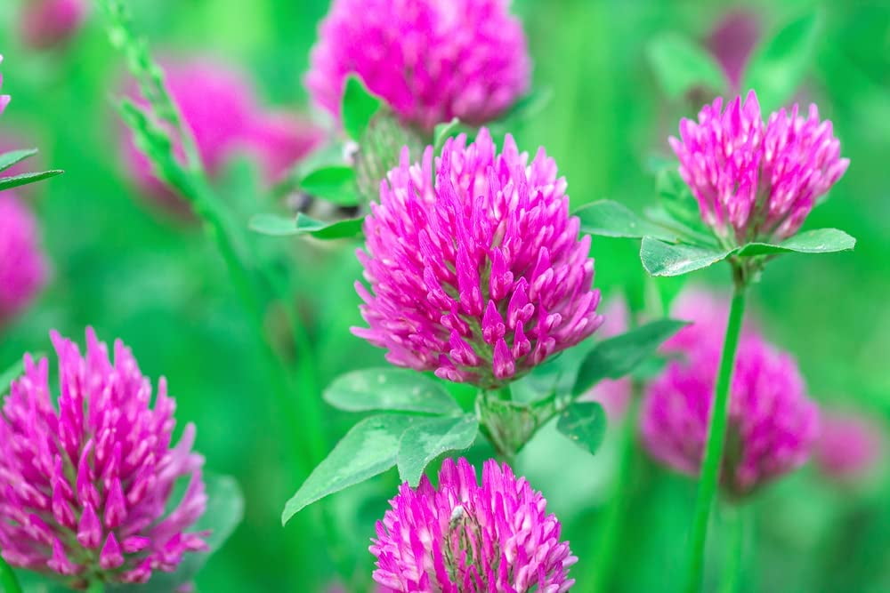 Red Clover Seed - 5 Pounds - Great from Food Plot, Cover Crop, Pasture ...