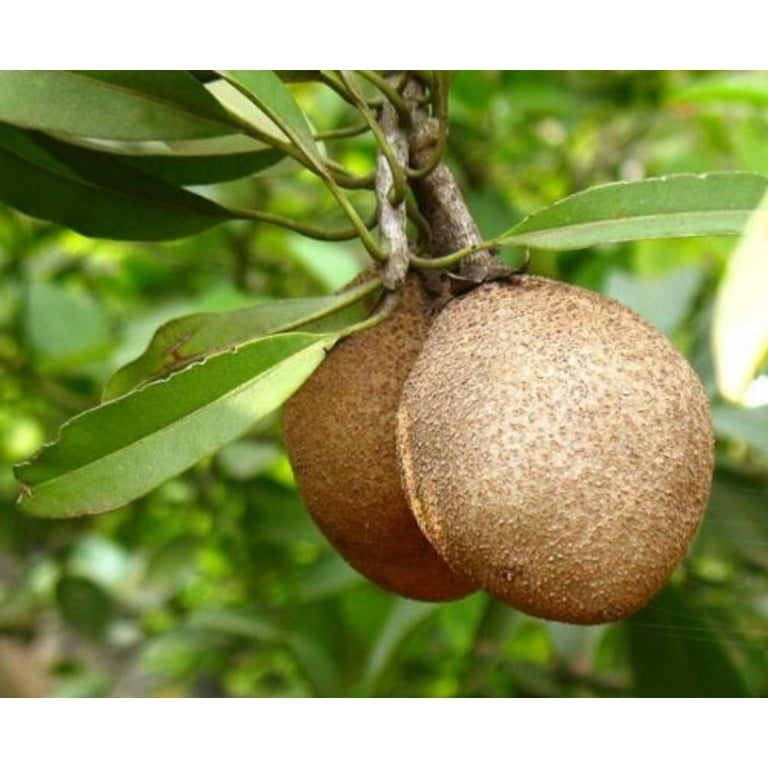 Sapodilla Fruit Tree