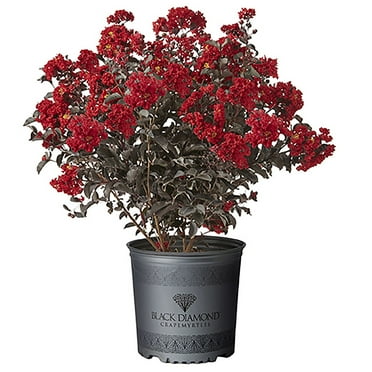 Ruffled Red Magic Crape Myrtle - Live Plant - ( FG ) - Walmart.com