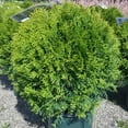 Little Giant Arborvitae 1 Live Gallon Size Plant Dwarf Evergreen Shrub, Perfect for Landscaping ...
