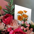 3drose, the California Poppy Orange Wildflower, 6 Greeting Cards with ...