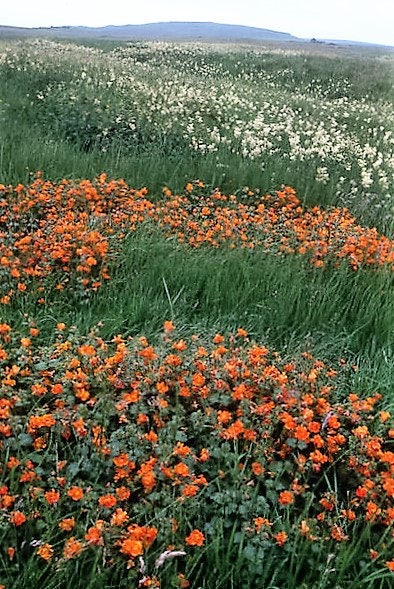 100 Twinkle ORANGE MONKEY FLOWER Mimulus Seeds - Walmart.com