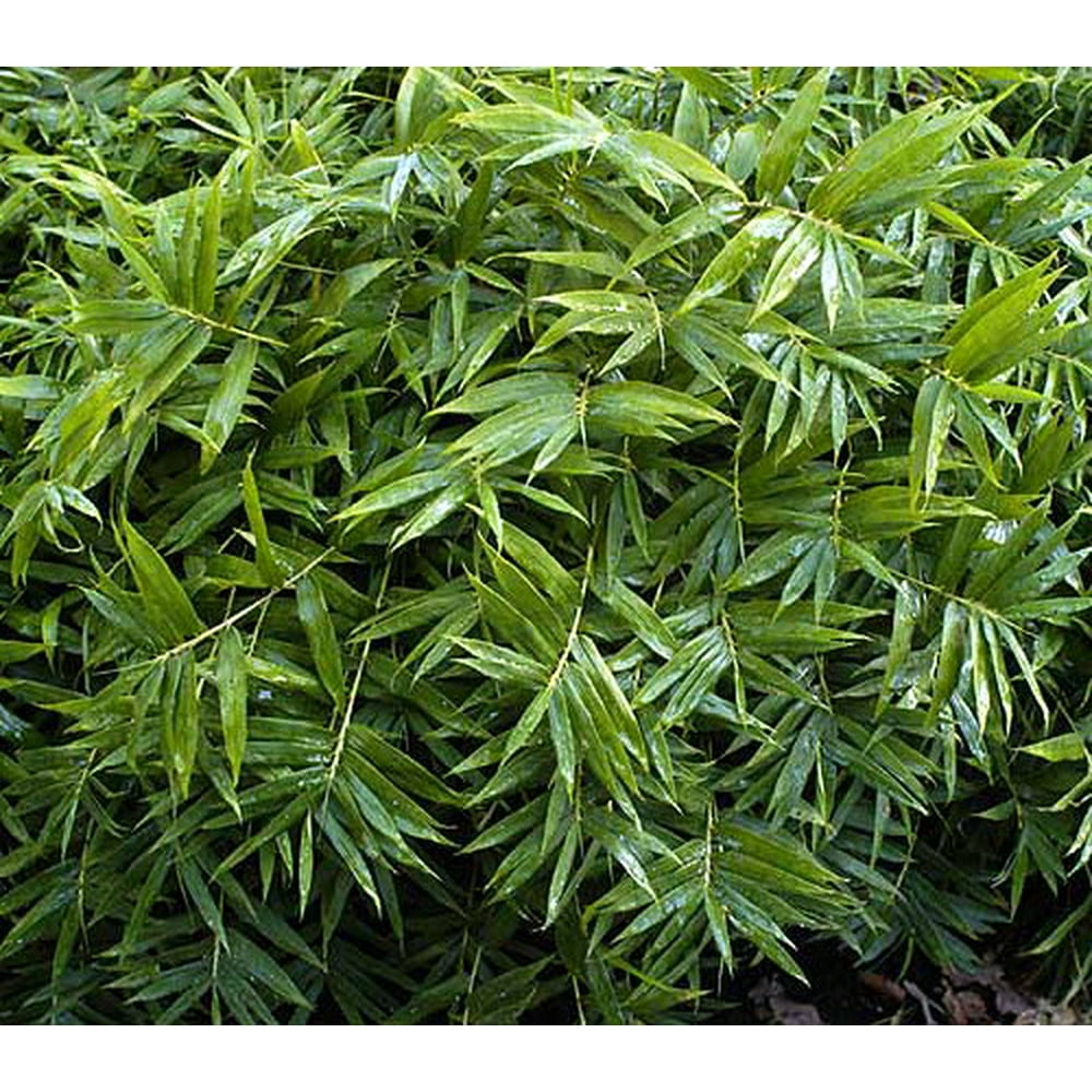 Dwarf Fernleaf Bamboo - Pleioblastus distichus- Grow Indoors/Out/Bonsai ...