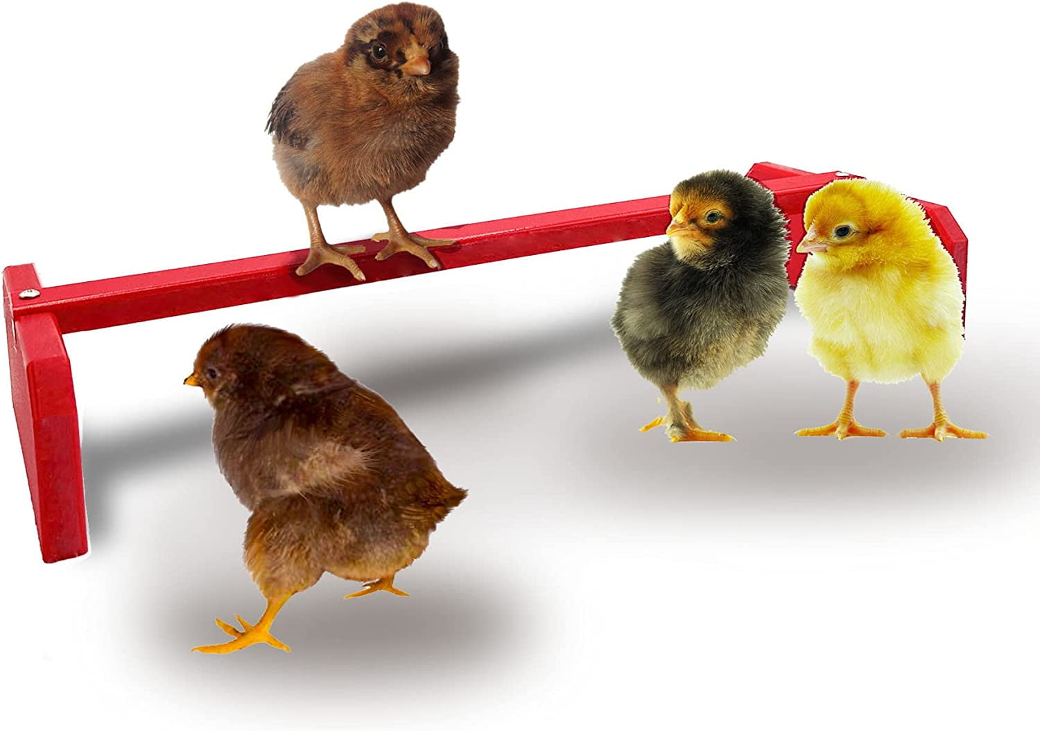 Backyard Barnyard Chicken Roosting Bar Perch for Baby Chicks to Adult ...