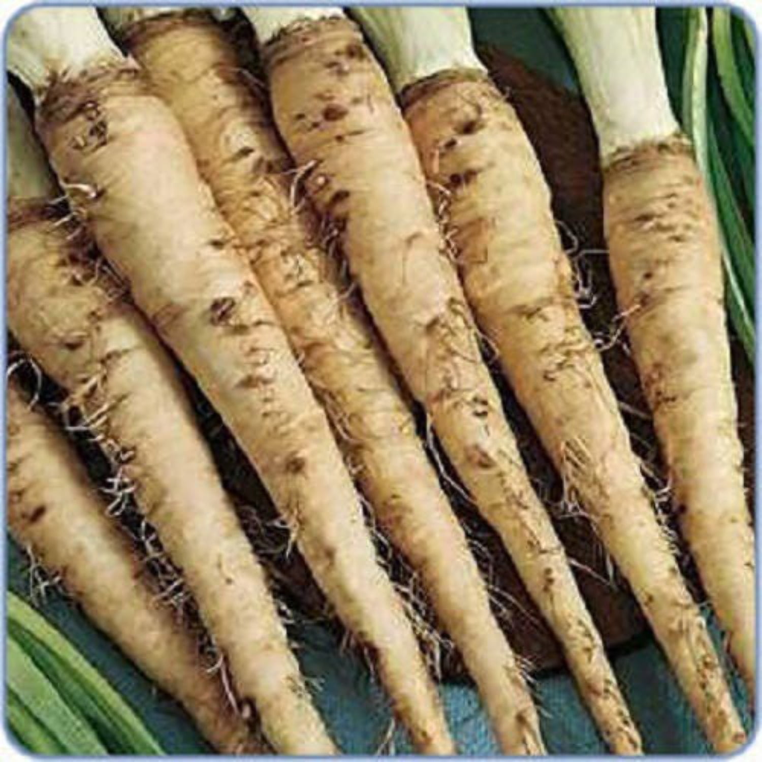 Click here for Seedville Usa 50 Mammoth Sandwich Island Salsify W... prices