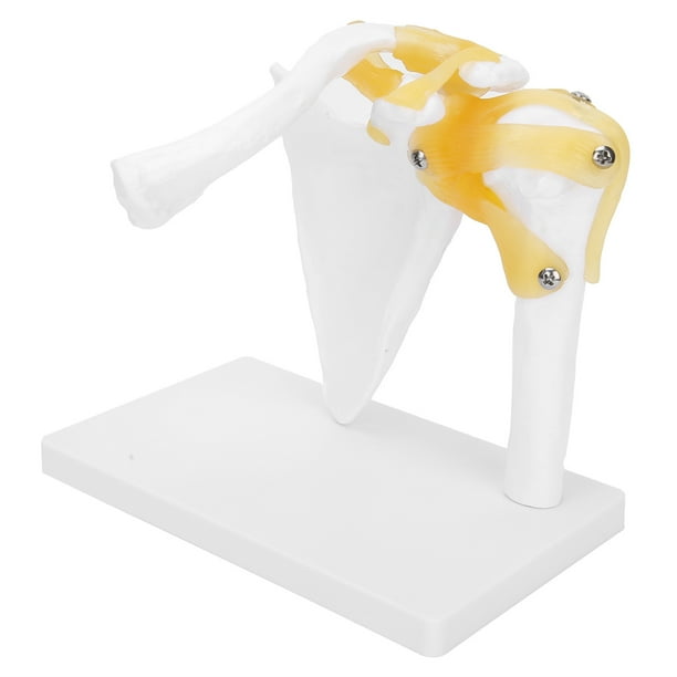 Shoulder Blade Model, Shoulder Joint Model Environmental Friendly For ...
